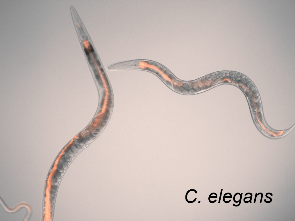 Research – Qiu Research Lab