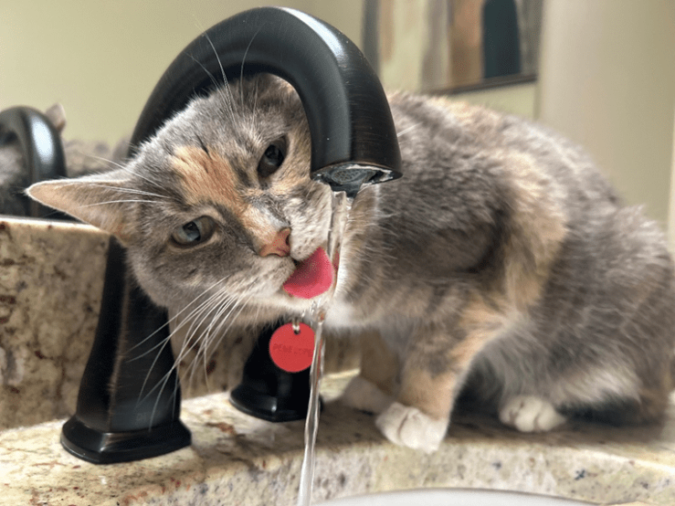 Our Team – Qiu Research Lab